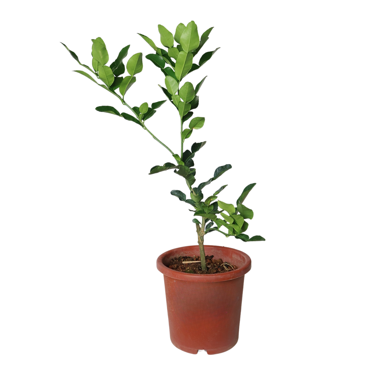 kaffir lime tree perth