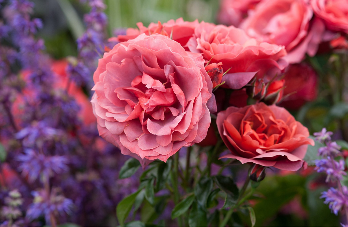 Classic Rose Varieties: The Heritage Roses That Have Stood the Test of