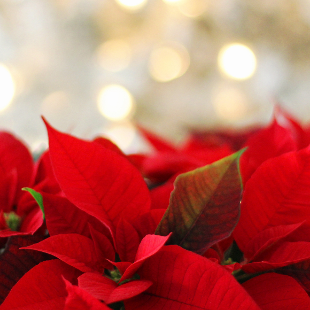 Top 5 Christmas Flowers and Their Meanings