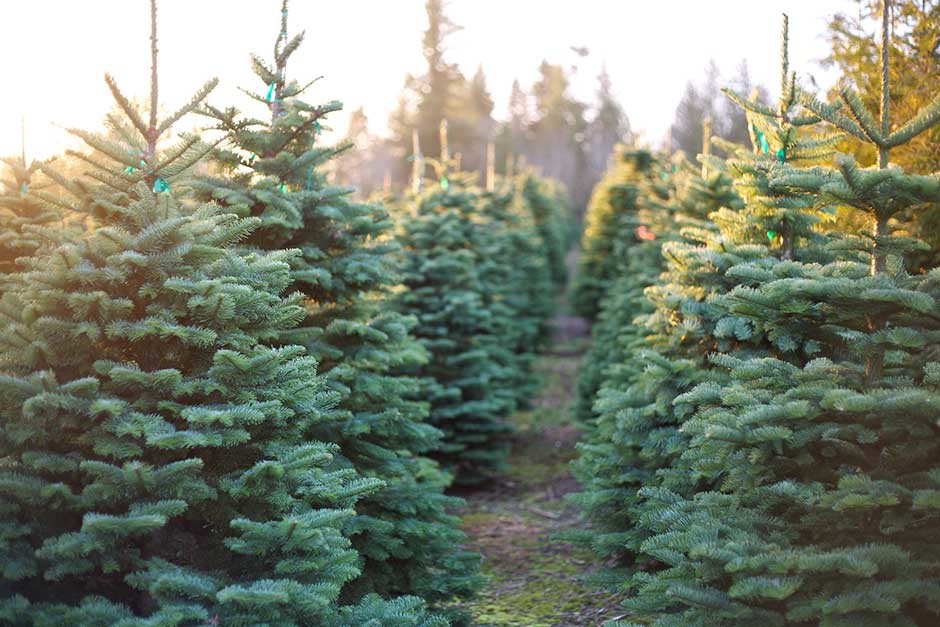Noble Fir vs Nordmann: Which Christmas Tree is Best & How to Care for