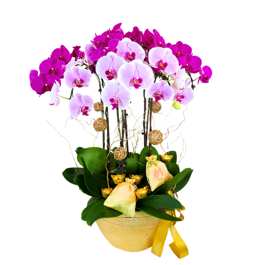 Orchid Plants for Sale, Mini Orchids & Potted Orchids in Singapore