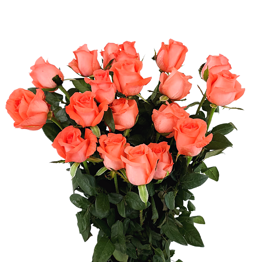 Shop Fresh Flowers Online Singapore | Ji Mei Flower