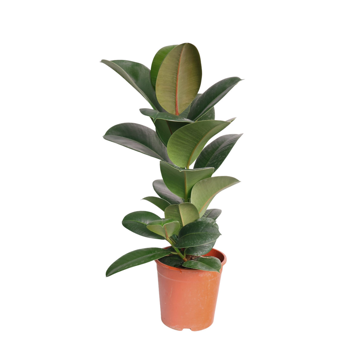 Ficus Robusta (Rubber Plant)| JM Flower