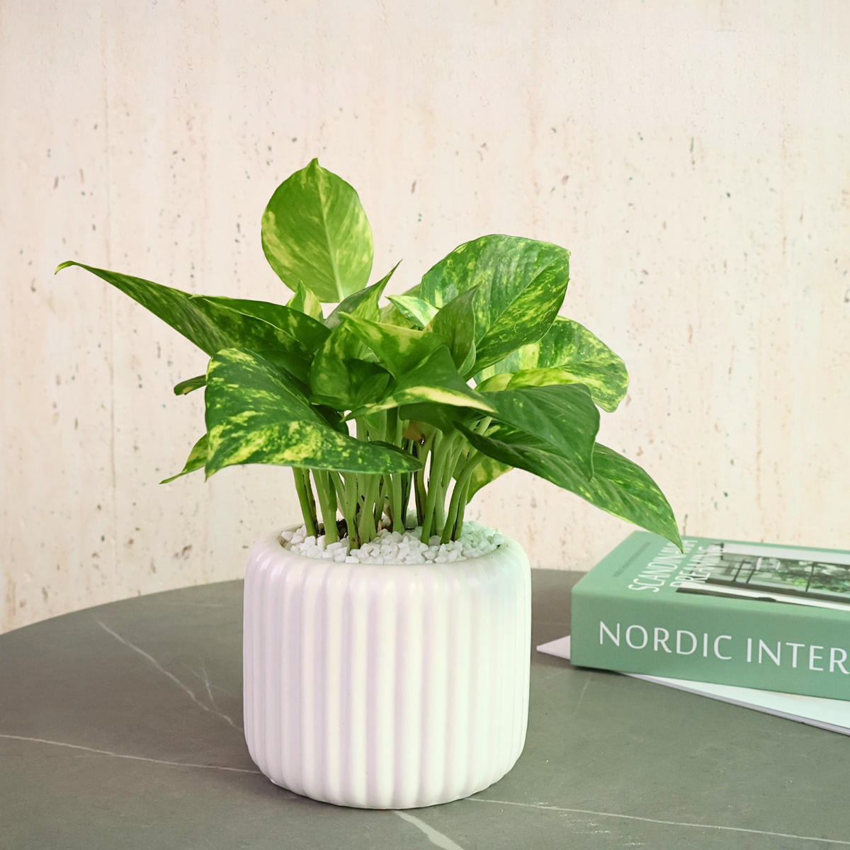 Golden Pothos in Ceramic Pot - Corporate Gifts | JM Flower