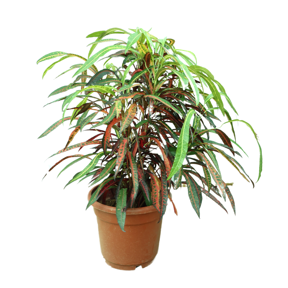 Codiaeum Variegatum (Croton)| JM Flower