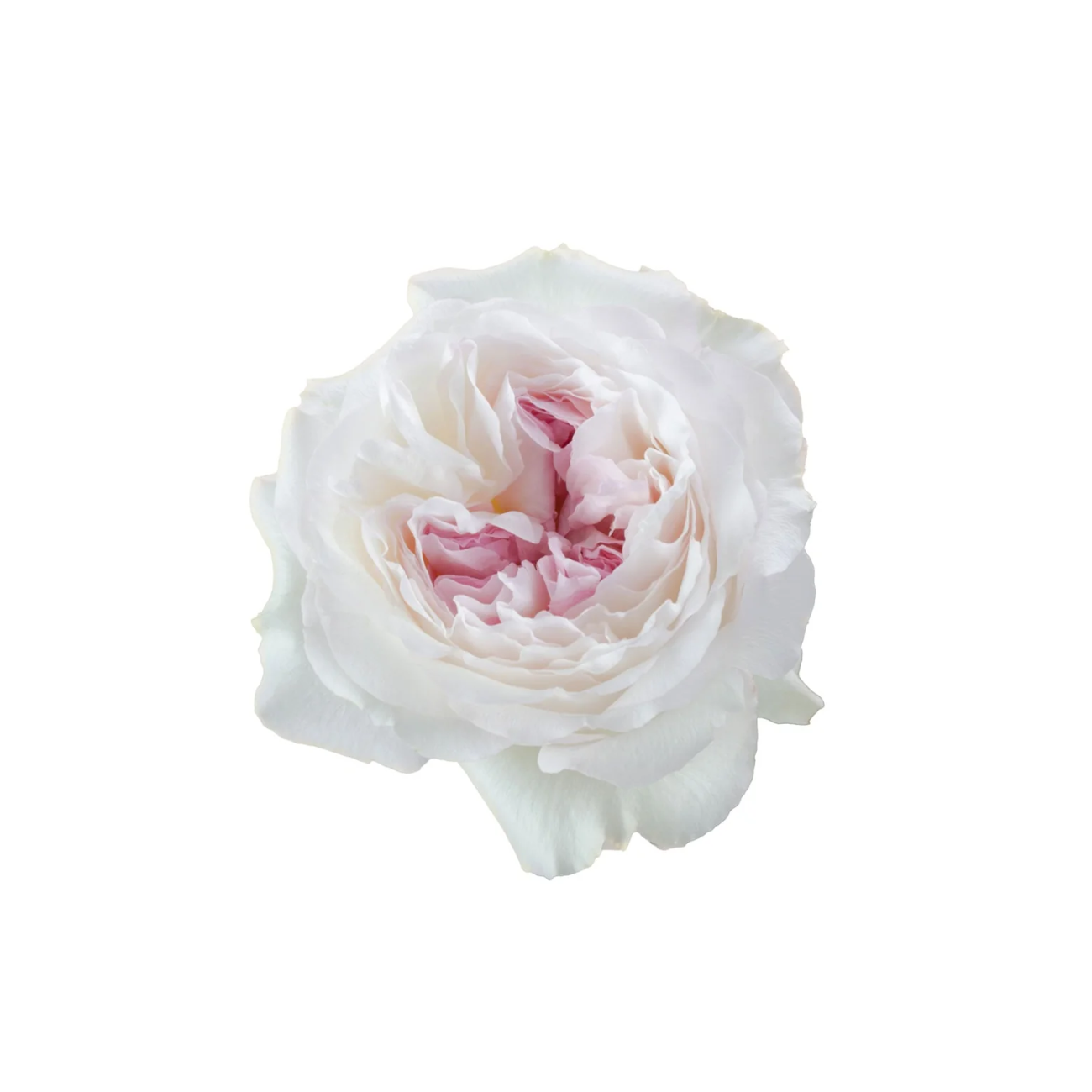 One-Stop Singapore Wholesale Flowers, Plants, Bouquets & Gifts Florist ...