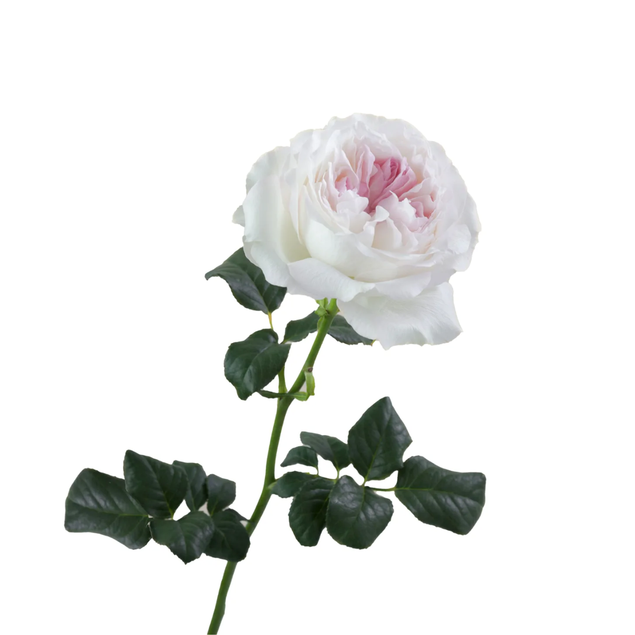 One-Stop Singapore Wholesale Flowers, Plants, Bouquets & Gifts Florist ...