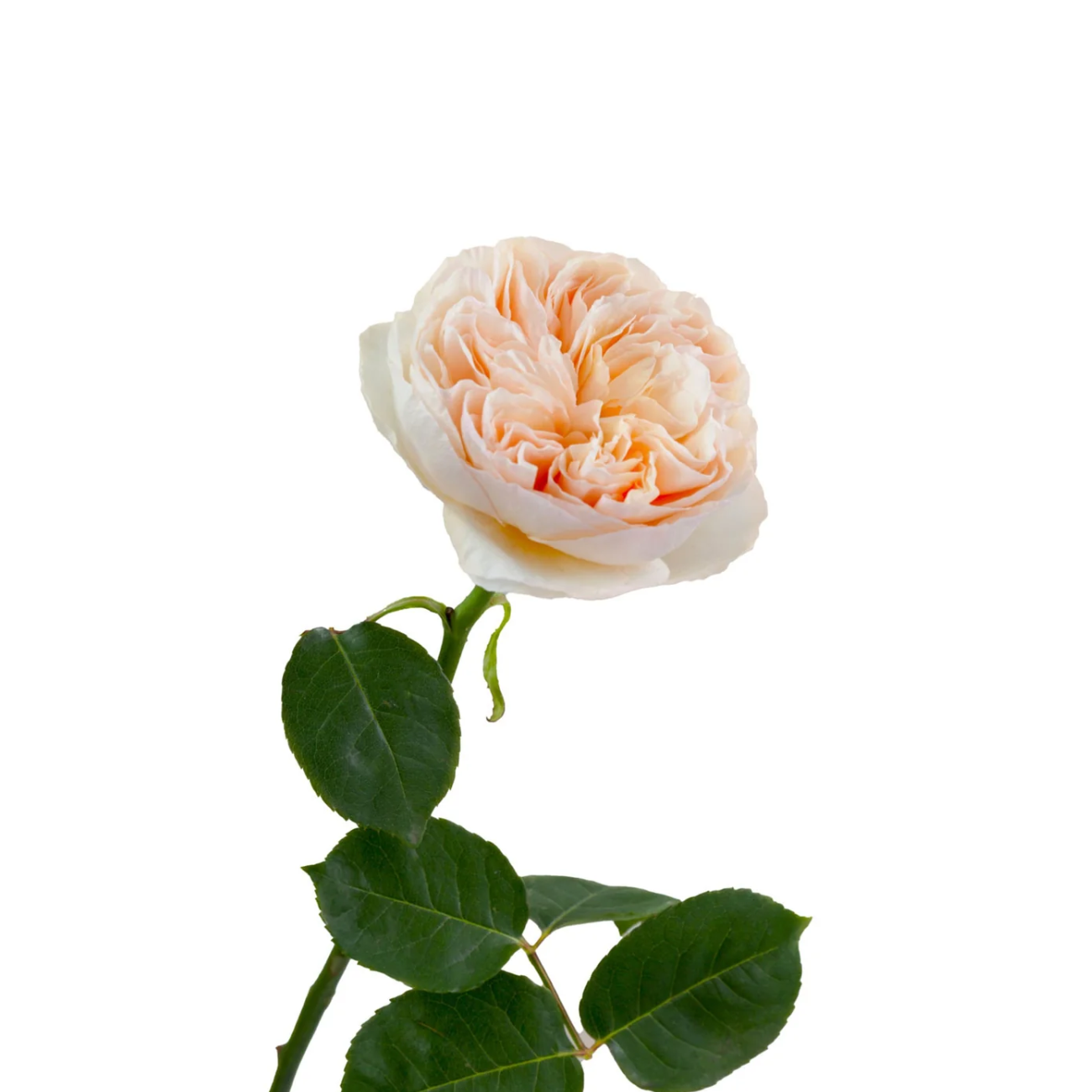 One-Stop Singapore Wholesale Flowers, Plants, Bouquets & Gifts Florist ...