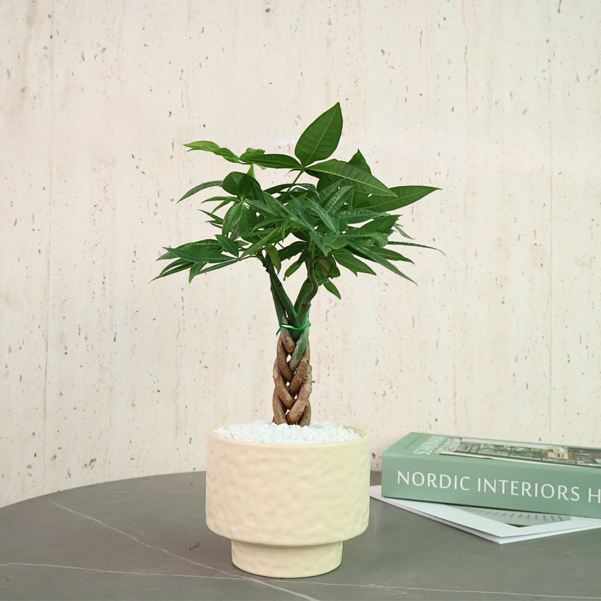Pachira Twist (Money Tree 发财树) in Ceramic Pot - Corporate Gifts | JM Flower