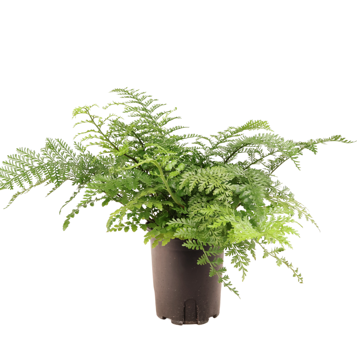 Asplenium Parvati | JM Flower