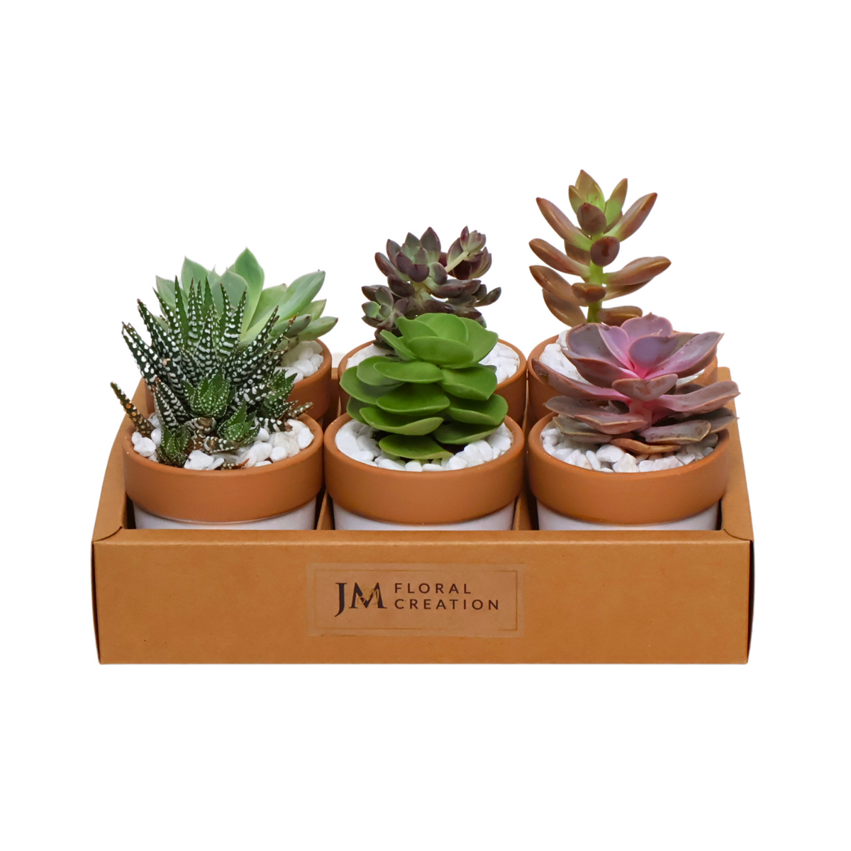 Mini Succulent Gift (Set of 6) – JM Flower