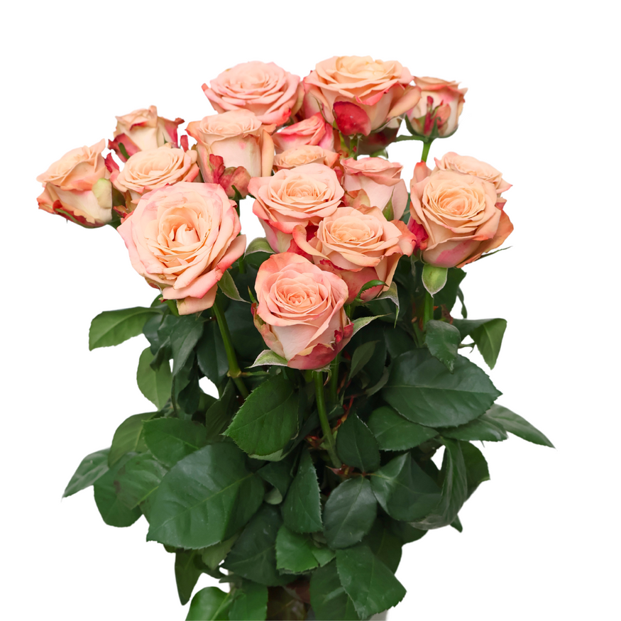 Fresh Cut Roses for Sale | Variety of Rose Flowers Available