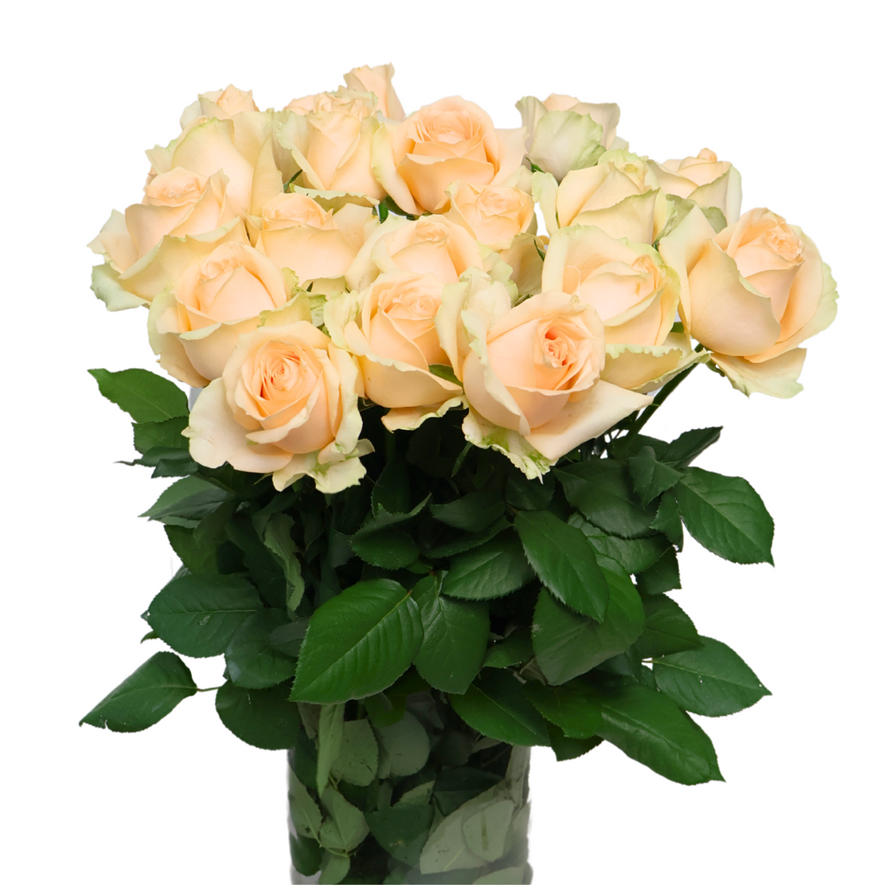 Fresh Cut Roses for Sale | Variety of Rose Flowers Available
