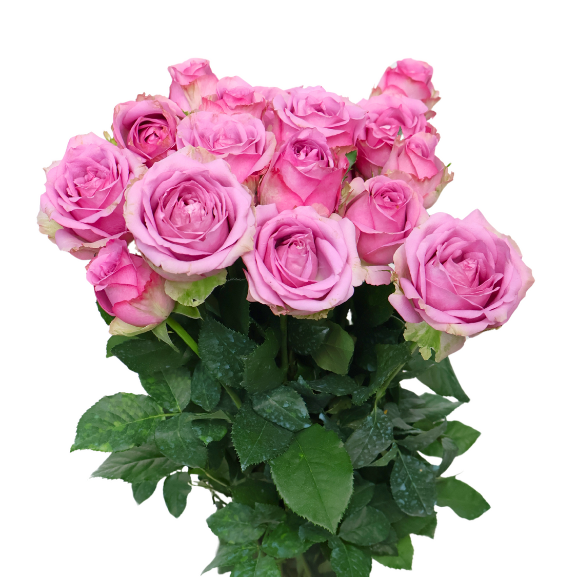 Fresh Cut Roses for Sale | Variety of Rose Flowers Available