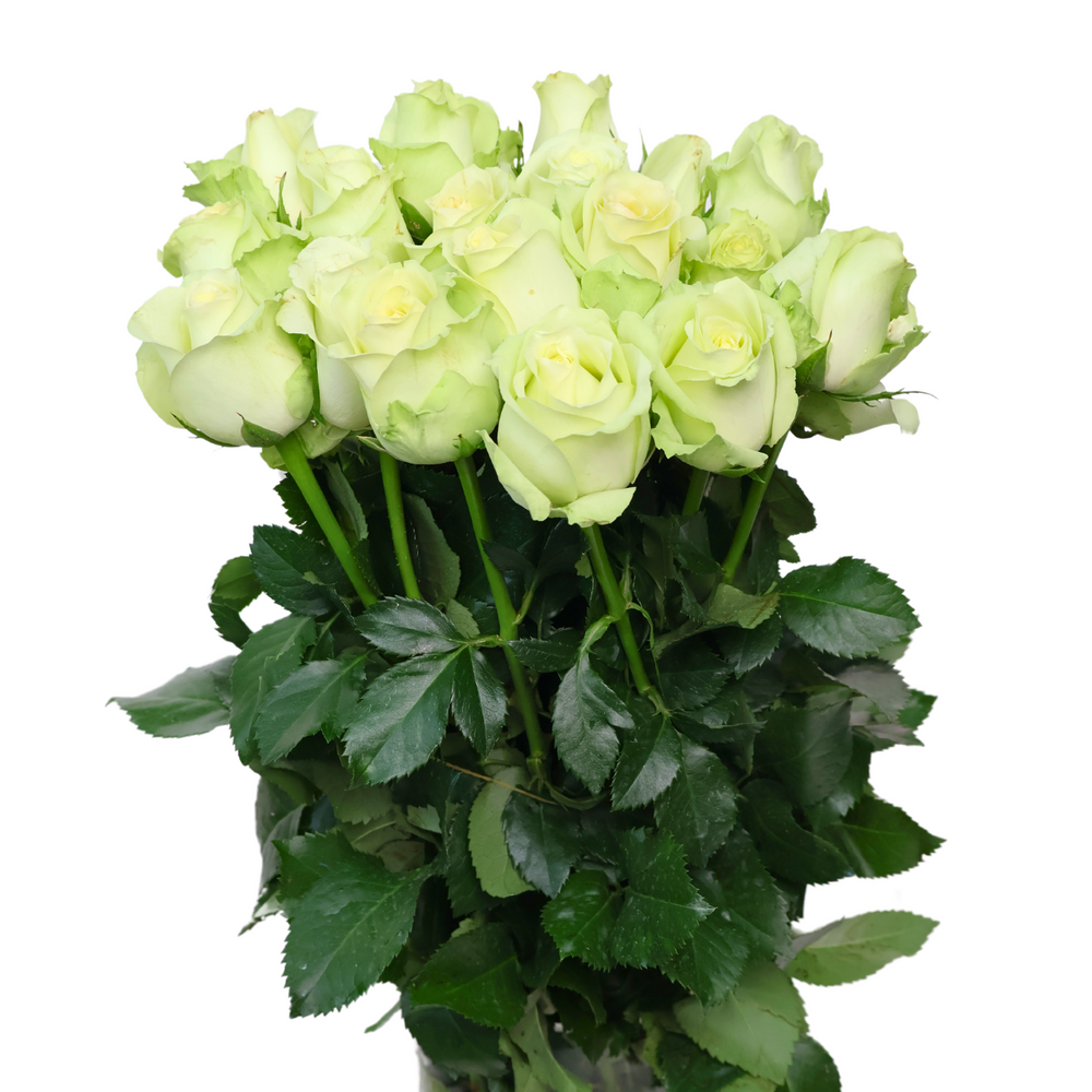 Fresh Cut Roses for Sale | Variety of Rose Flowers Available