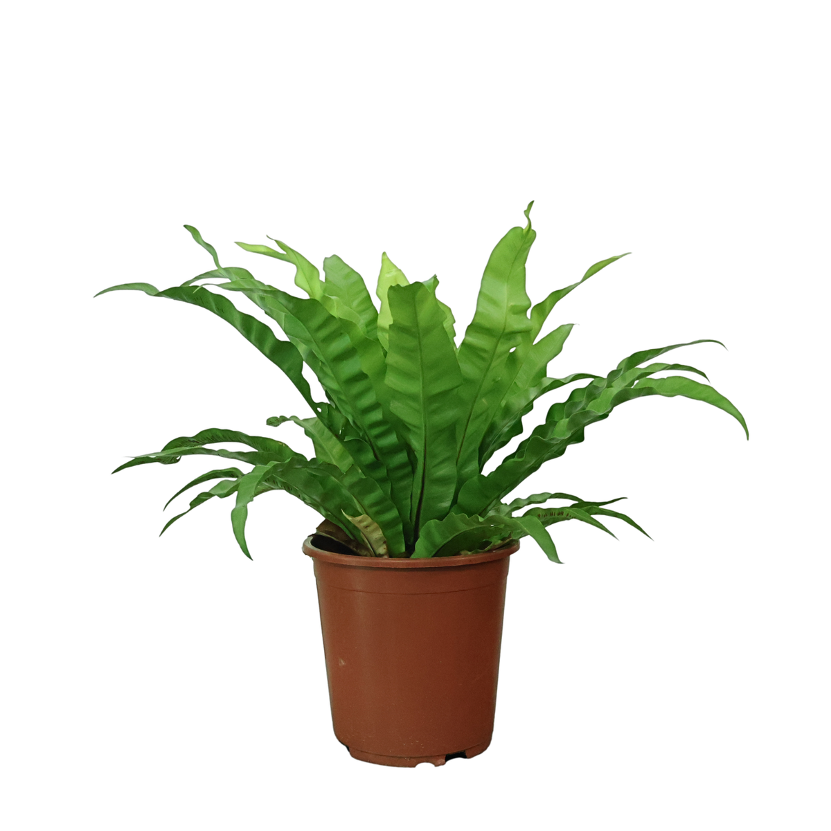 Asplenium Nidus (Bird's Nest Fern) | JM Flower