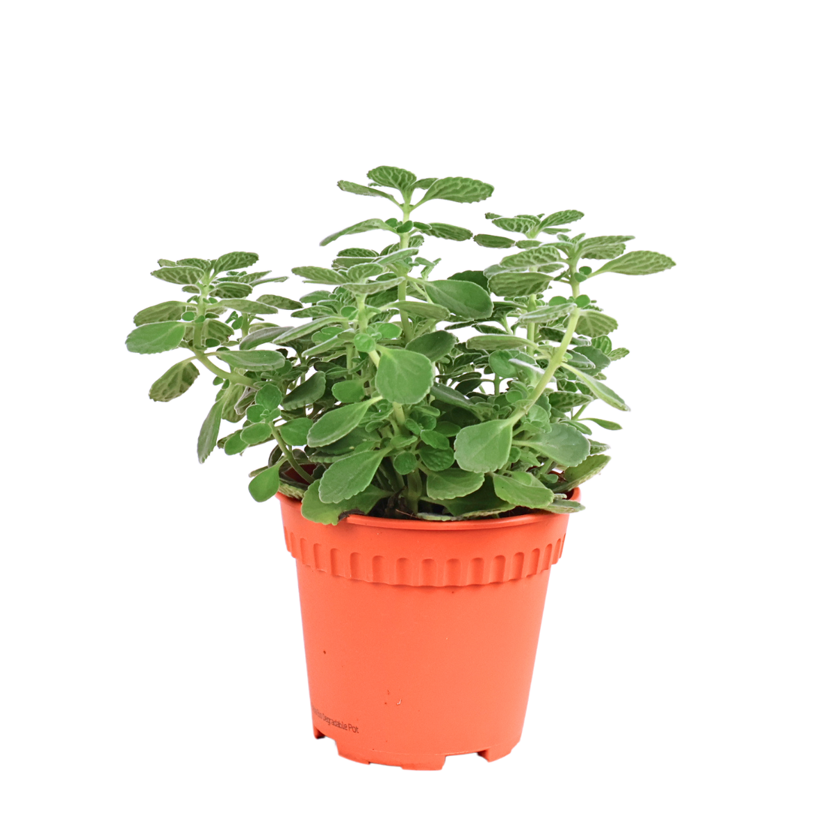 Cuban Oregano (Mint)| JM Flower