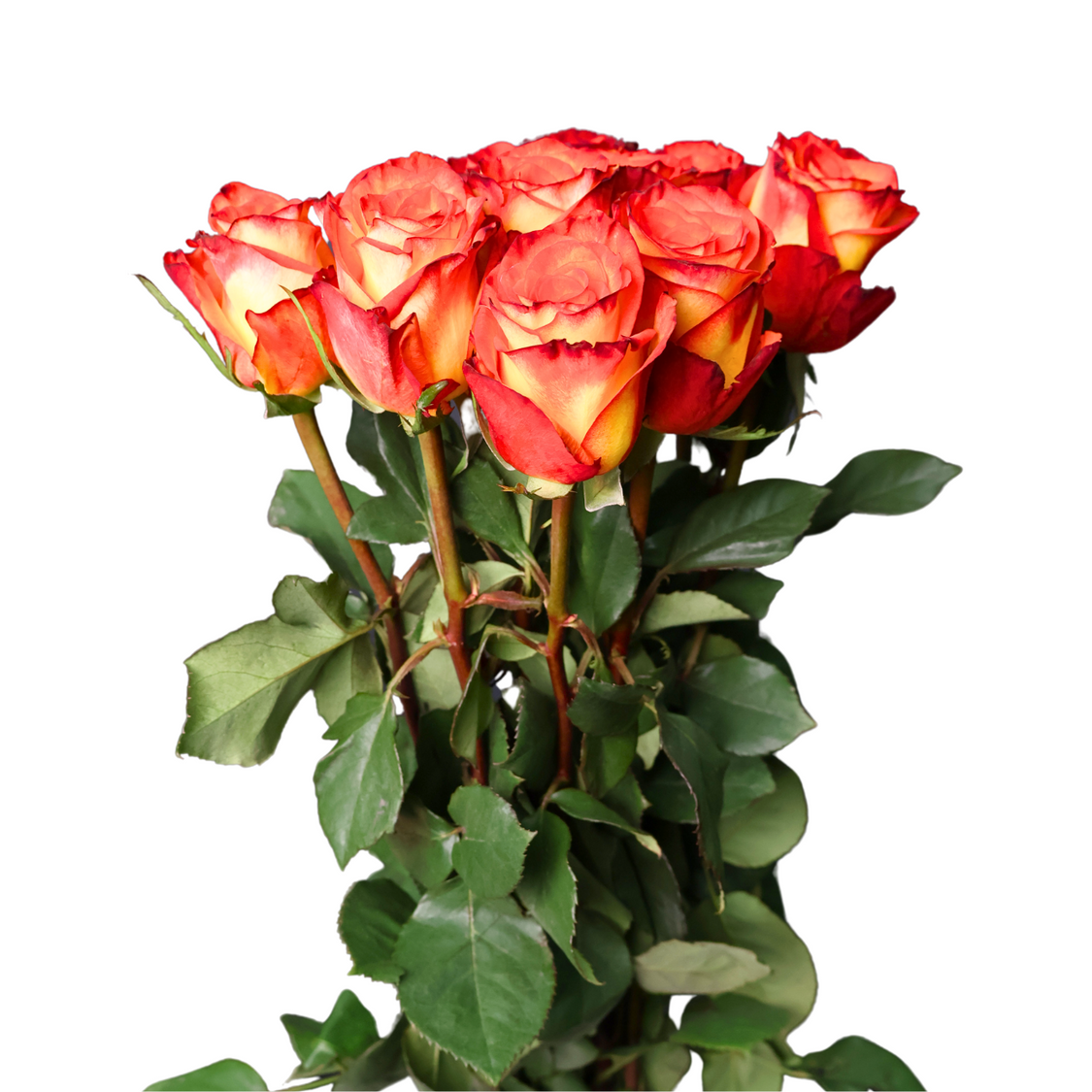 Fresh Cut Roses for Sale | Variety of Rose Flowers Available
