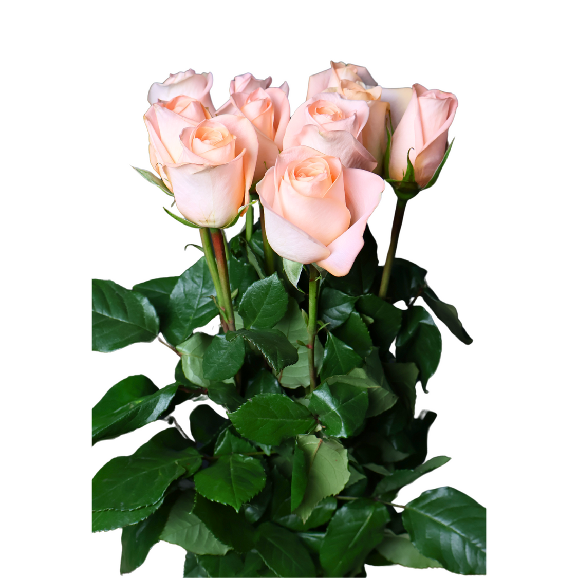 Fresh Cut Roses for Sale | Variety of Rose Flowers Available