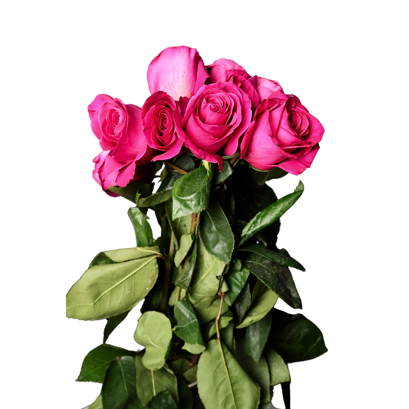 Fresh Cut Roses for Sale | Variety of Rose Flowers Available
