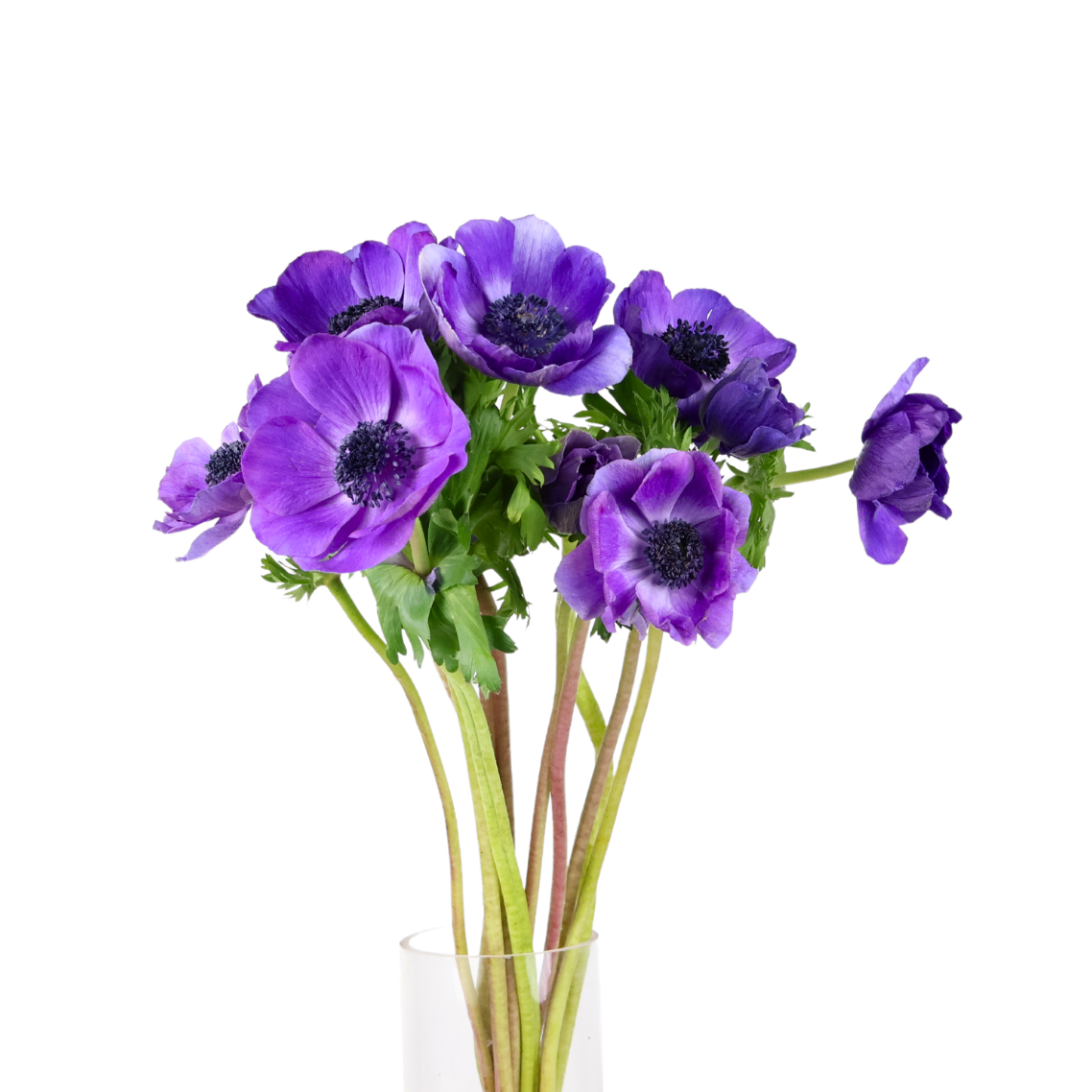 Anemone Mixed (Holland) | Fresh Flowers | JM Flower