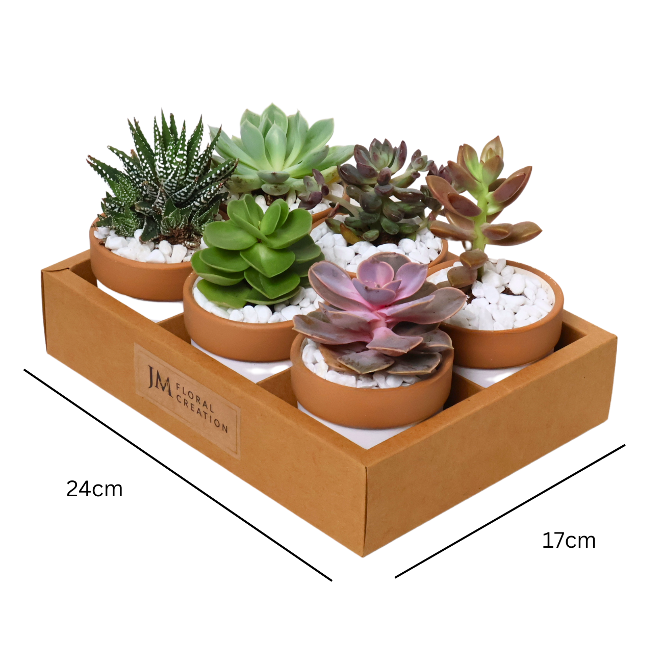Mini Succulent Gift (Set of 6) – JM Flower