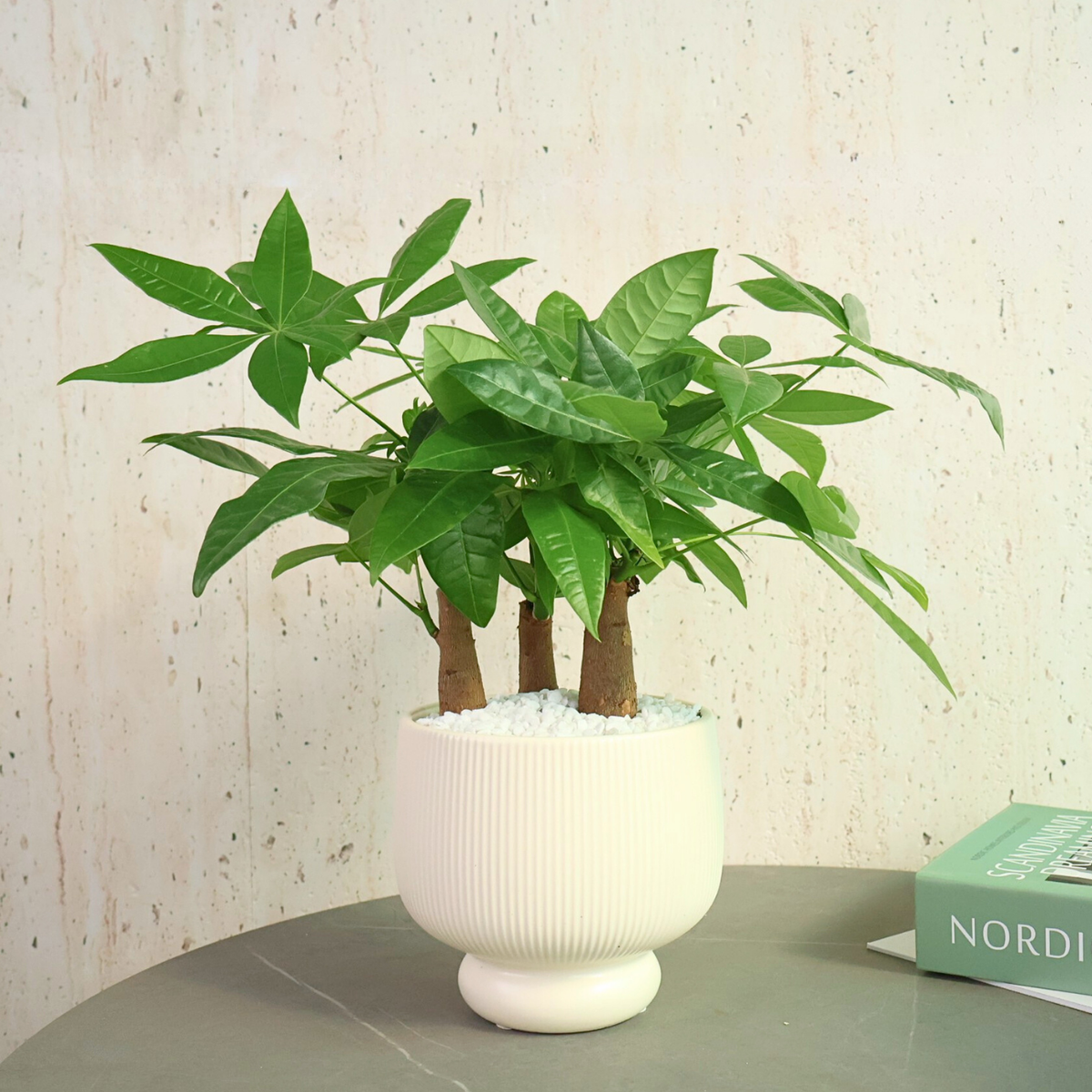 Pachira Aquatica (Money Tree 发财树) in Ceramic Pot - Corporate Gifts | JM ...