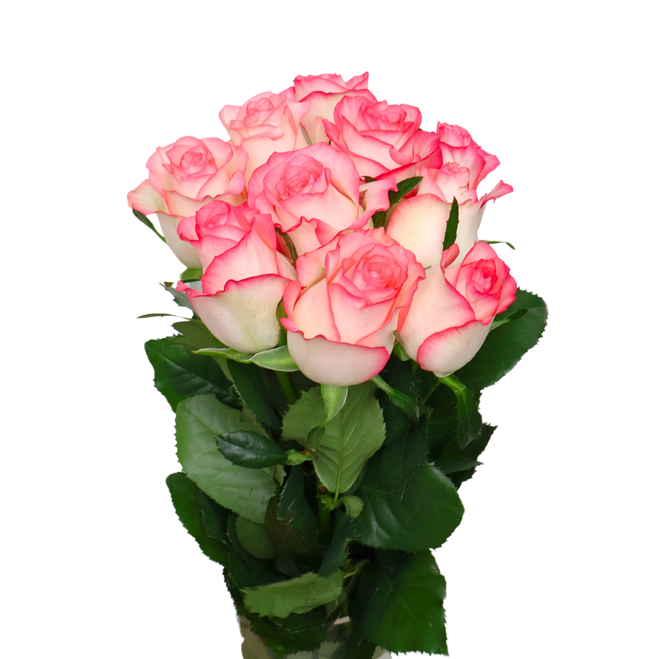 Fresh Cut Roses for Sale | Variety of Rose Flowers Available