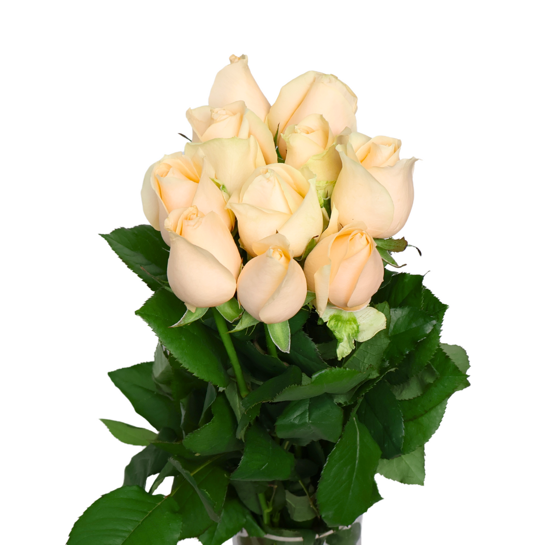Fresh Cut Roses for Sale | Variety of Rose Flowers Available