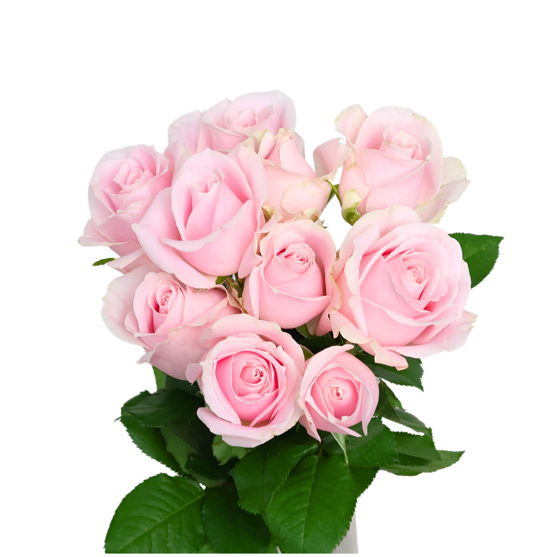 Fresh Cut Roses for Sale | Variety of Rose Flowers Available