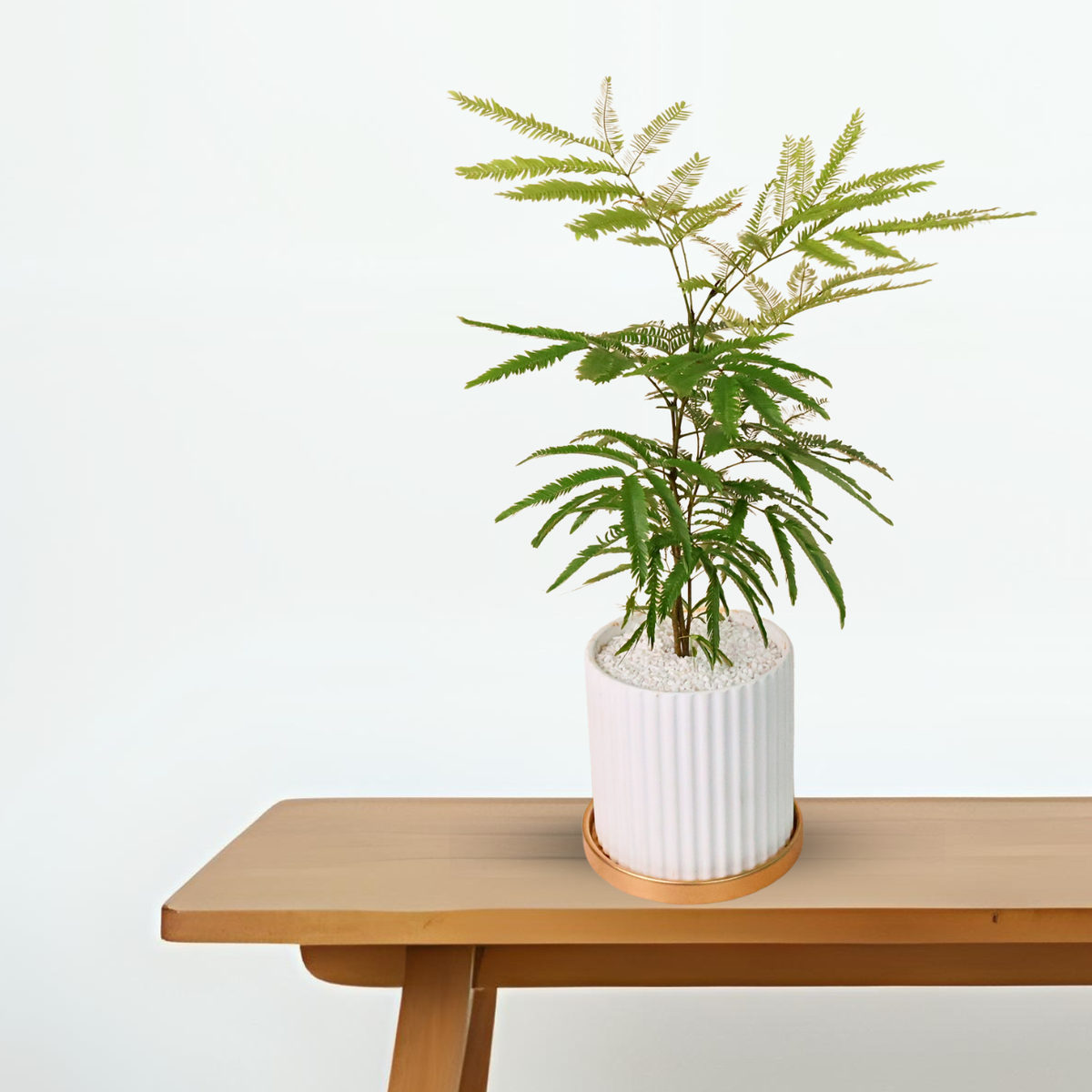 EverFresh Tree in Ceramic Pot | JM Flower