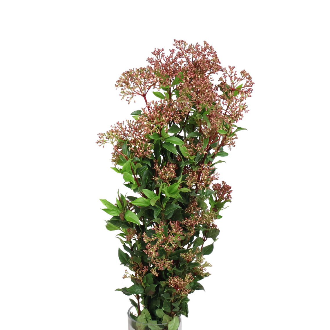 Viburnum berry | Fresh Flowers | JM Flower