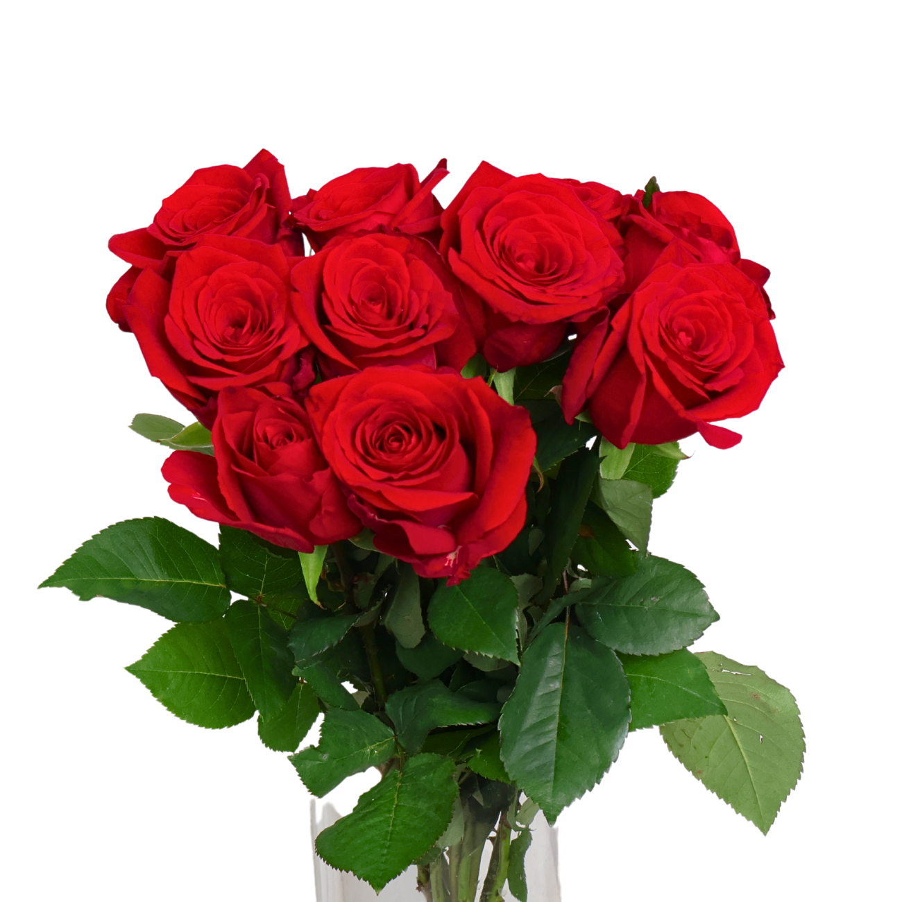 Fresh Cut Roses for Sale | Variety of Rose Flowers Available