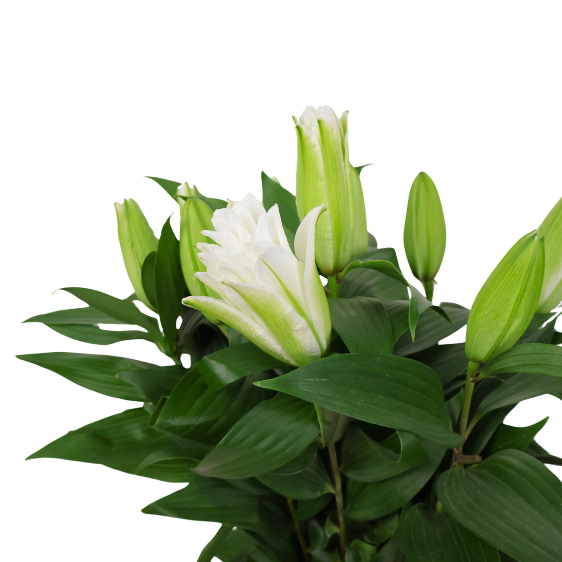 Fresh Cut Lilies for Home and Events | Buy Lilies in Bulk