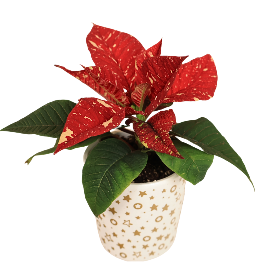 Mini Poinsettia in Festive Pot - Assorted | JM Flower