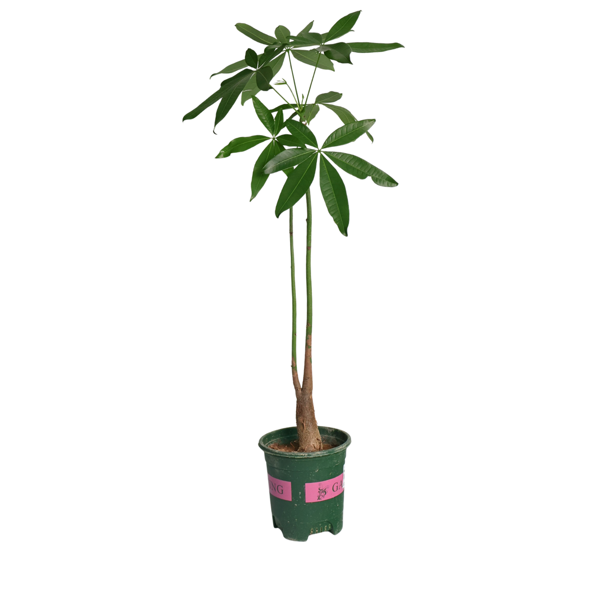 Pachira Aquatica (Money Tree 发财树)| JM Flower