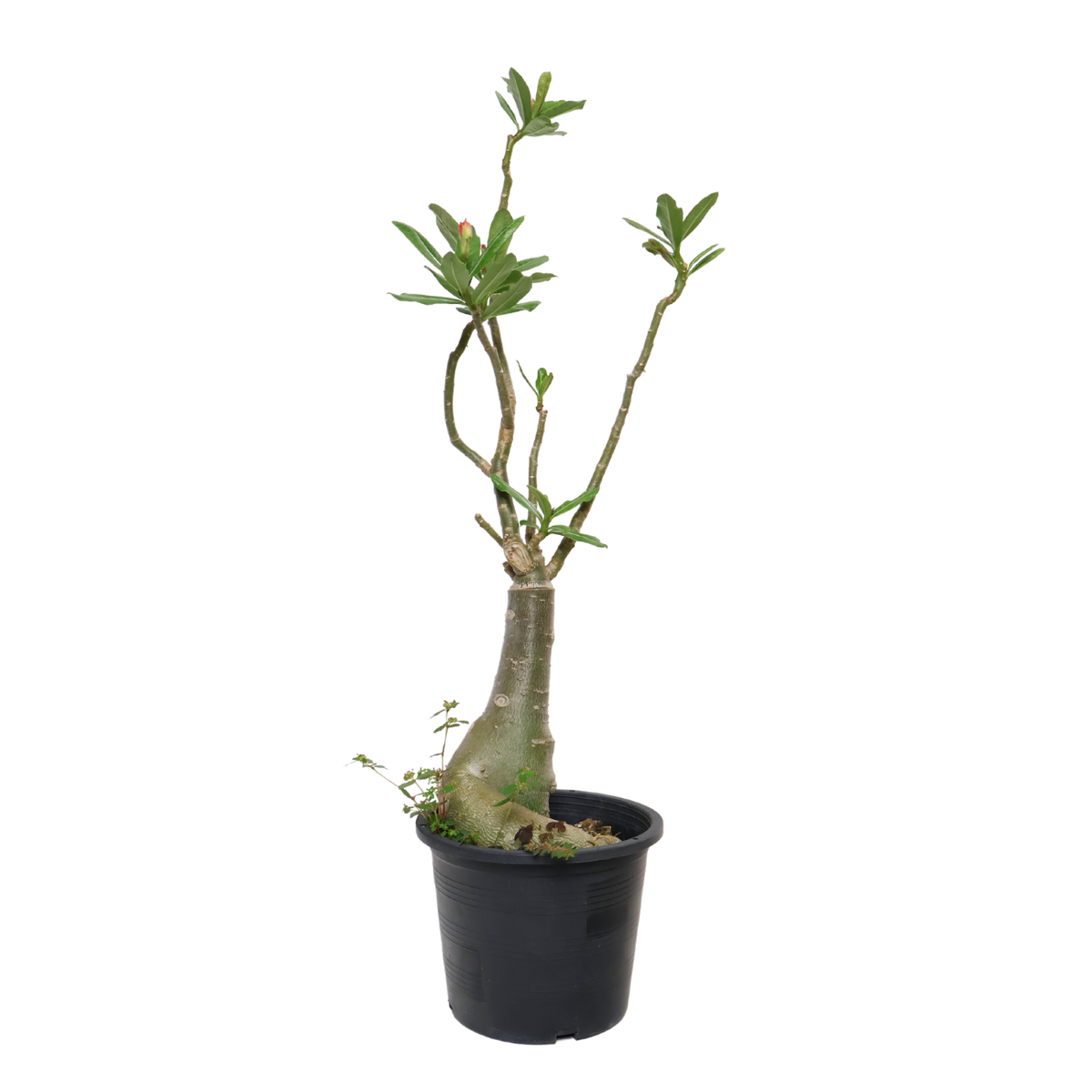 Adenium | JM Flower