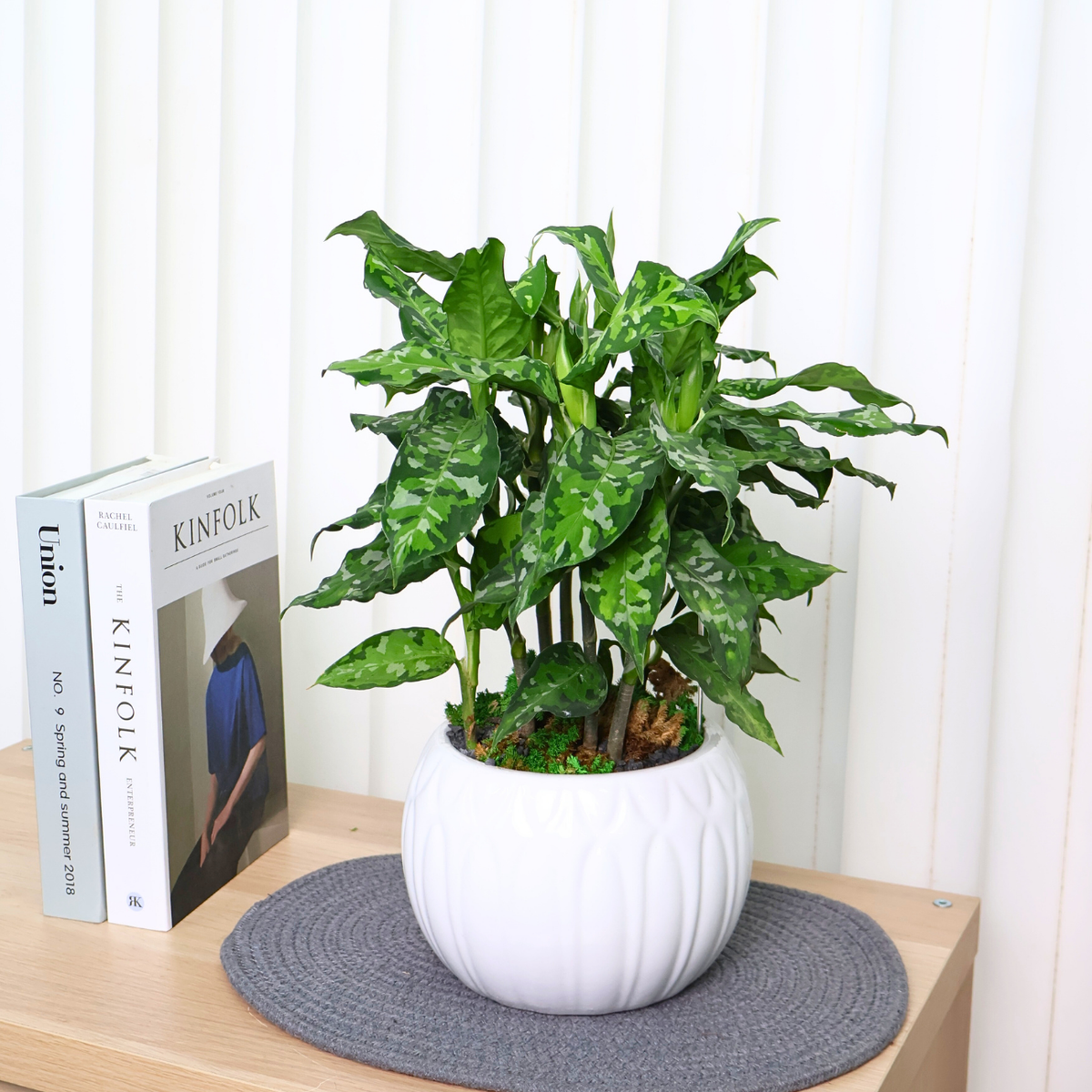 Aglaonema Pictum Tricolor in Ceramic Pot - Plant Arrangement | JM Flower