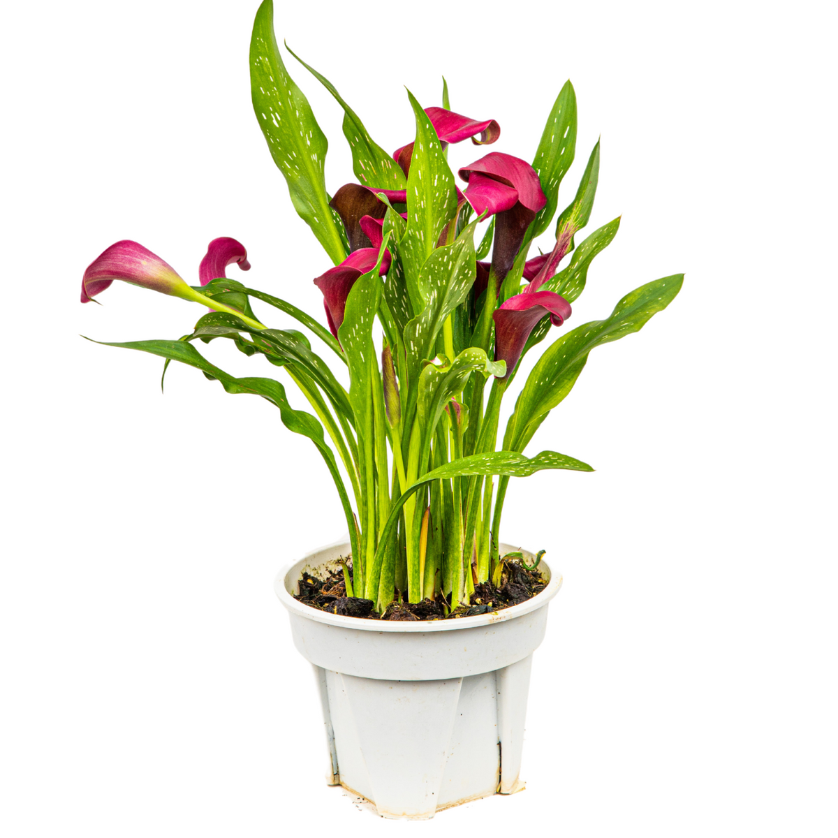 Calla Lily Plant 15cm Pot | JM Flower