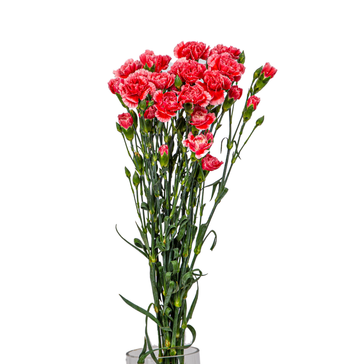 Carnation Spray (Turkey)| Fresh Flowers | Ji Mei Flower