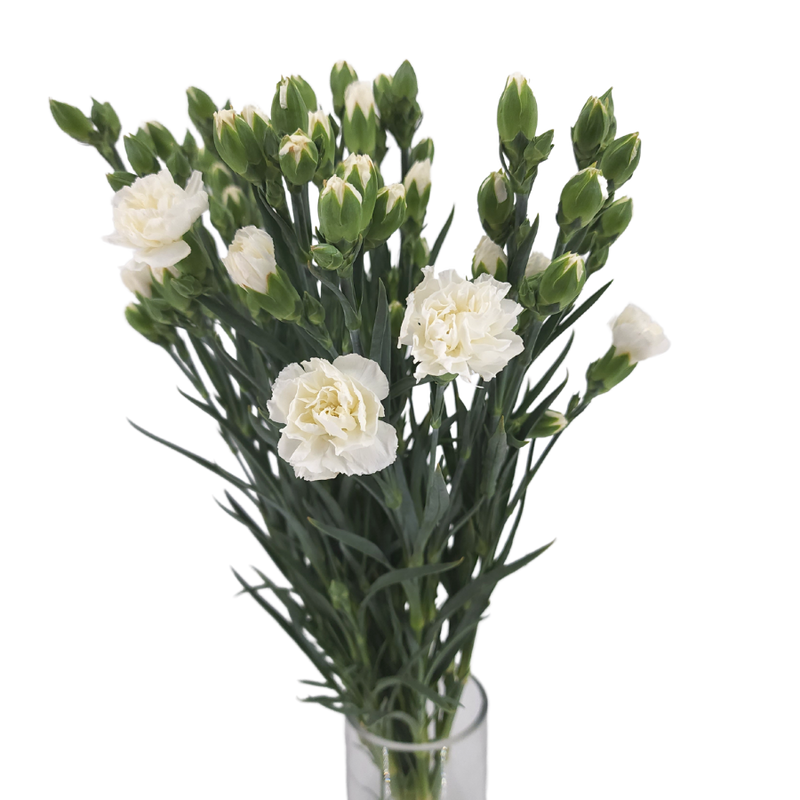 Carnation Spray| Fresh Flowers | Ji Mei Flower