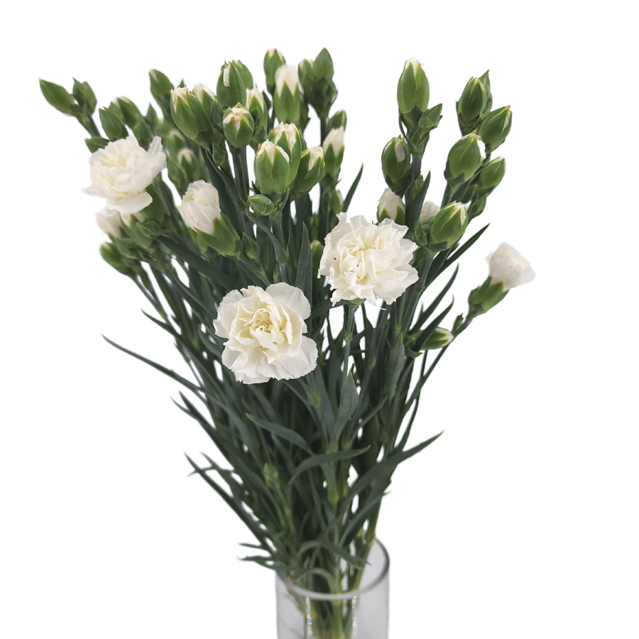 Carnation Spray| Fresh Flowers | Ji Mei Flower – JM Flower