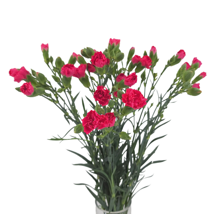 Fresh Cut Carnations for Sale | Bulk & Wholesale Carnations Delivery