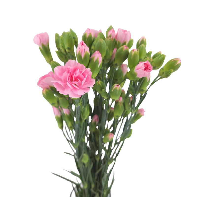 Carnation Spray| Fresh Flowers | Ji Mei Flower