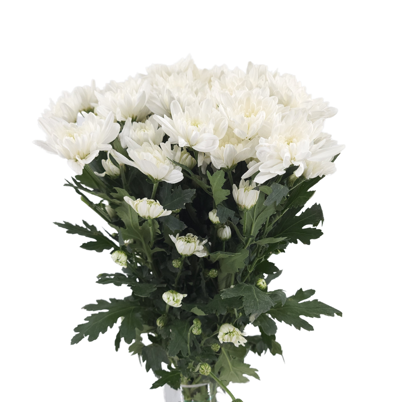 Chrysanthemum Pom Pom (Malaysia) | Fresh Flowers | Ji Mei Flower