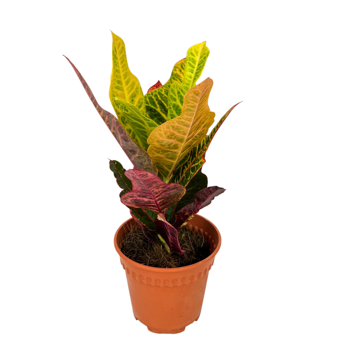 Codiaeum Yellow Variegated Plant | JM Flower