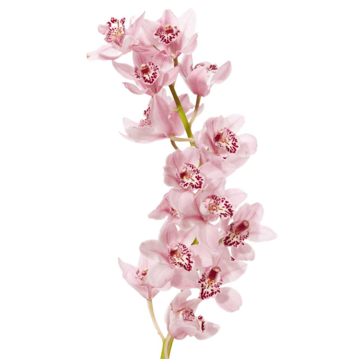 Cymbidium (Holland) | Fresh Flowers | Ji Mei Flower