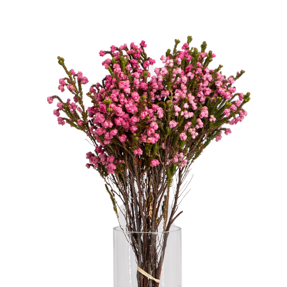 Erica (South Africa) | Fresh Flowers | Ji Mei Flower
