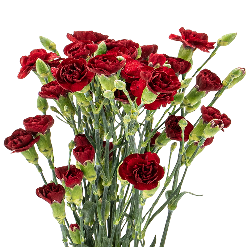 Carnation Spray| Fresh Flowers | Ji Mei Flower – JM Flower