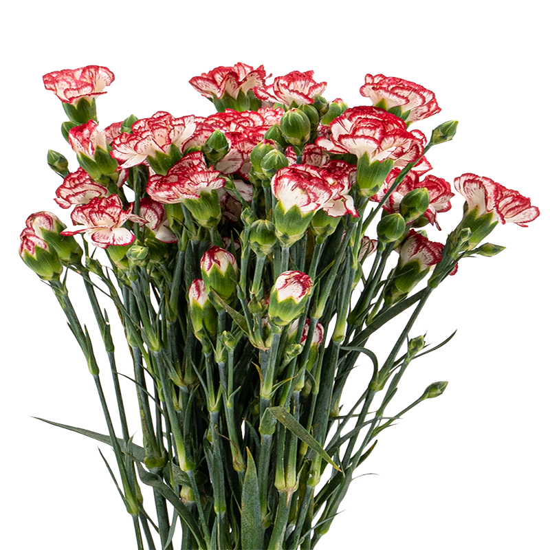 Carnation Spray| Fresh Flowers | Ji Mei Flower